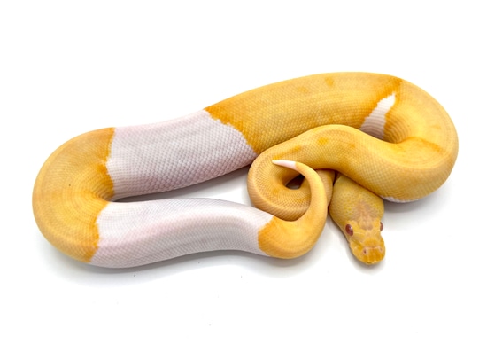 Pinstripe Albino Pied Ball Python by Royal Constrictor Designs