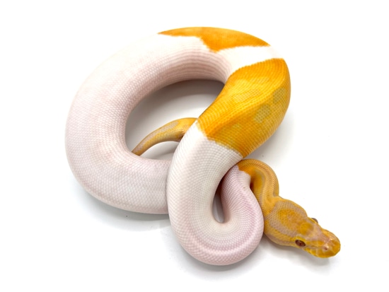 Toffino Pied Ball Python by Royal Constrictor Designs