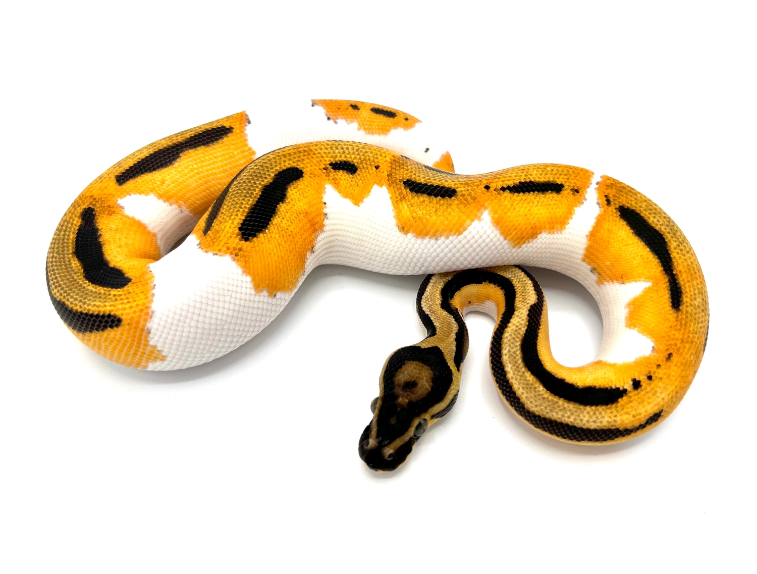 Super Orange Dream Pied Ball Python by Royal Constrictor Designs ...