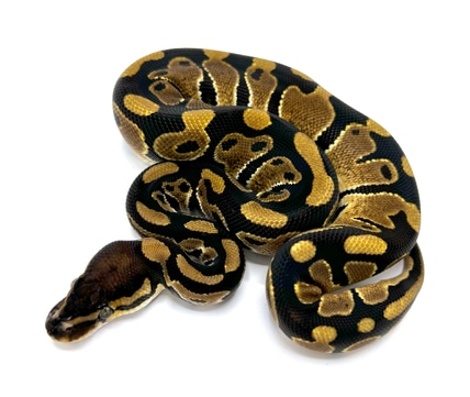Banana Pastel Spotnose Yellowbelly Clown Ball Python by Royal ...