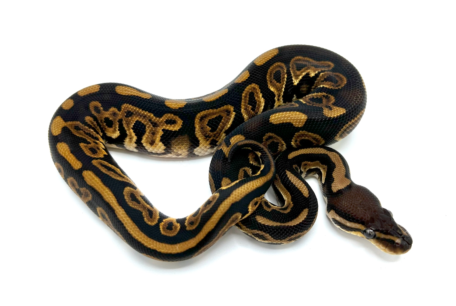 Black Pastel 100% Triple Het Toffee Clown Pied Ball Python by Royal ...