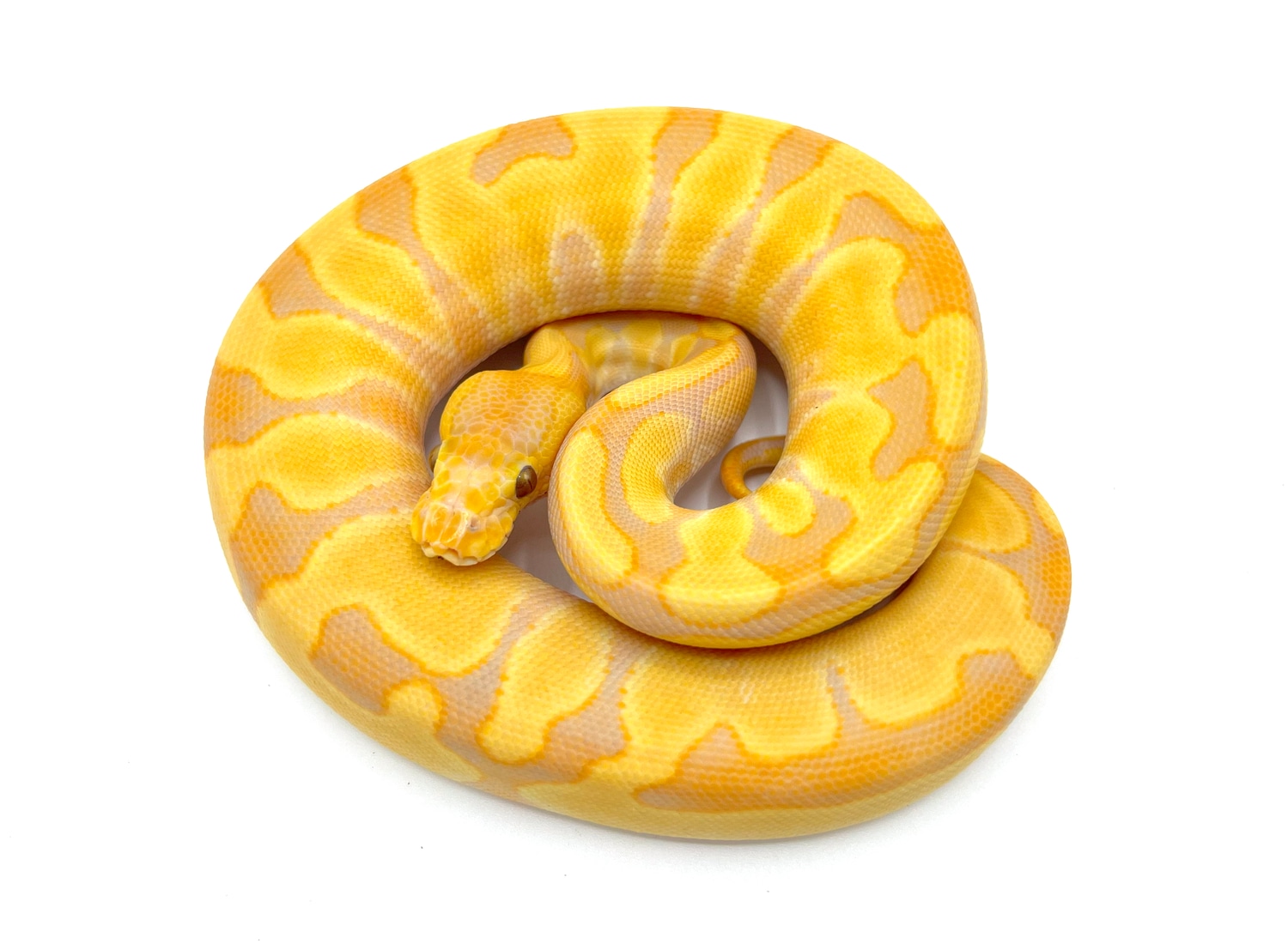 Enchi Toffee Ball Python by Royal Constrictor Designs - MorphMarket