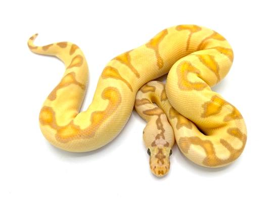 Banana Pastel Enchi Clown Ball Python by Royal Constrictor Designs