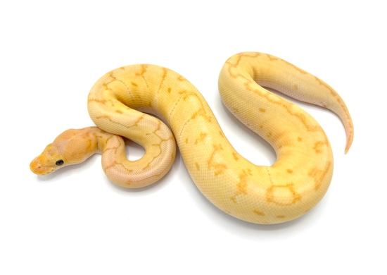 Banana Pinstripe Clown Ball Python by Royal Constrictor Designs