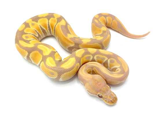 Toffee Ball Python by Royal Constrictor Designs