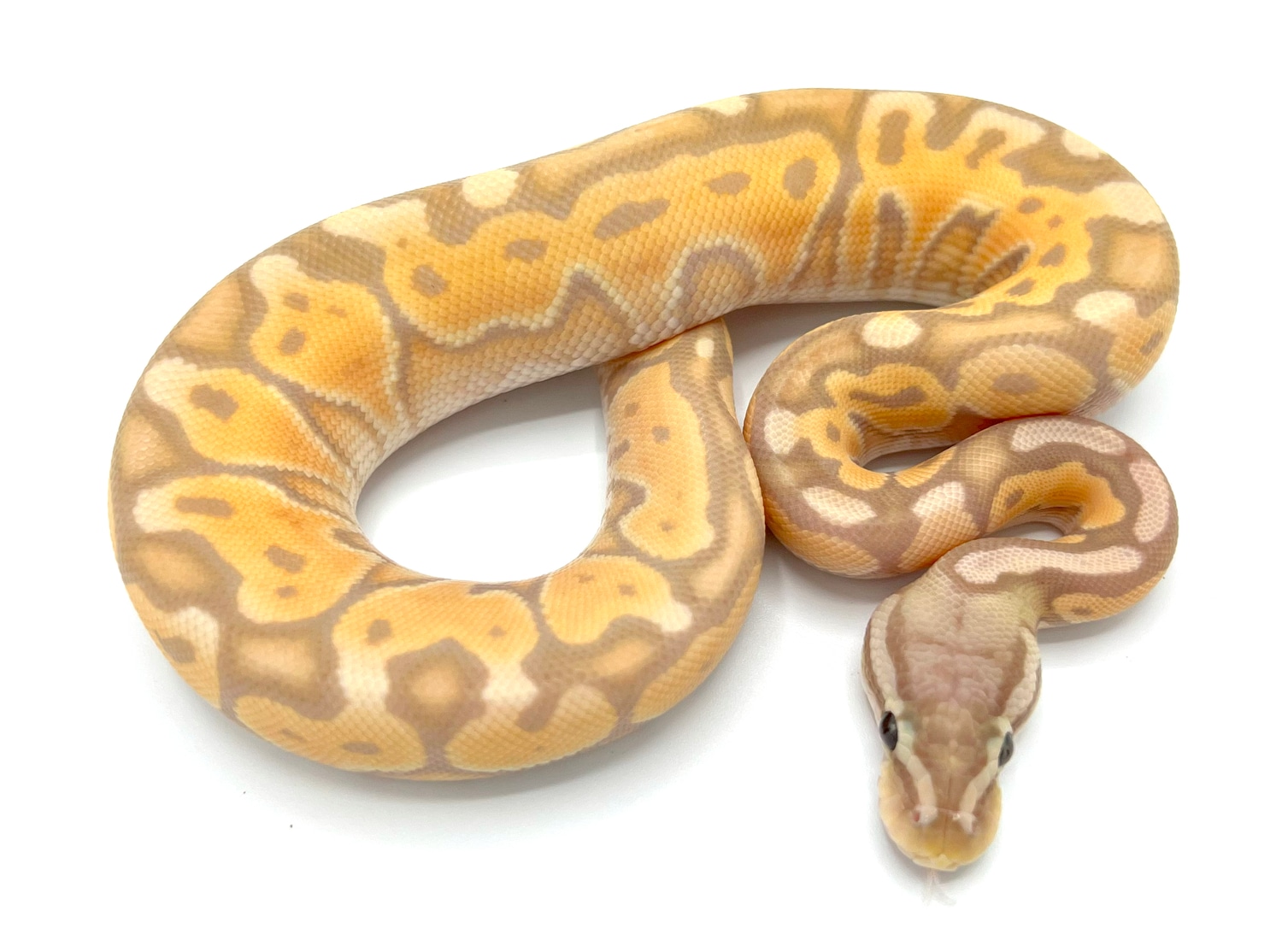 Hypo Banana Pewter Enchi Ball Python by Royal Constrictor Designs ...