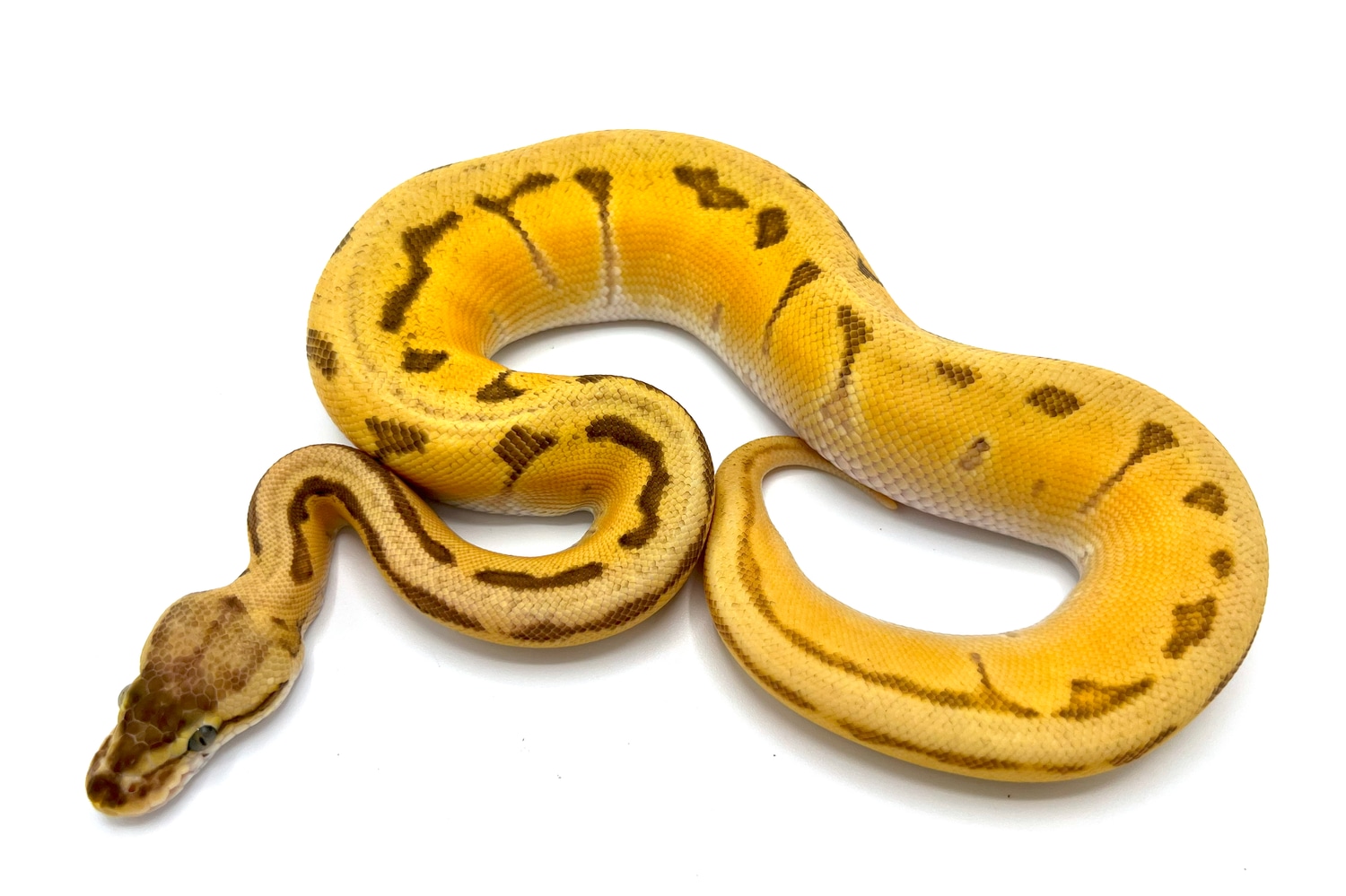 Super Orange Dream Super Enchi Fire Pinstripe (Possible Yellowbelly ...