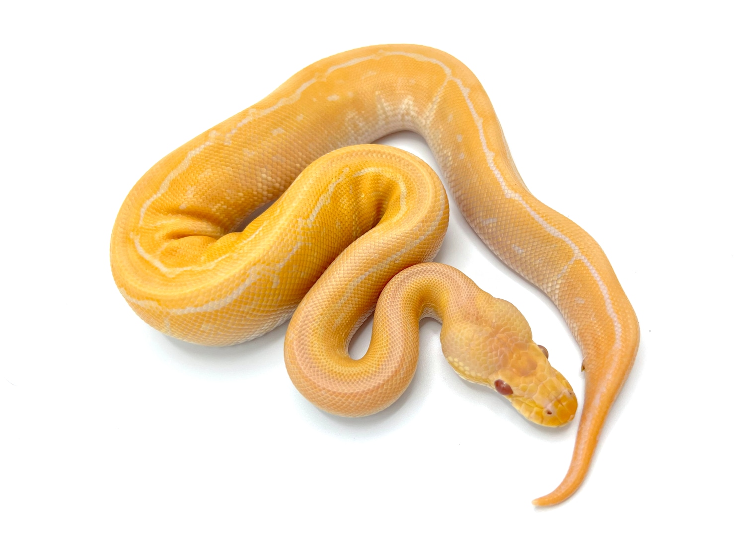 Albino Pinstripe Ball Python by Royal Constrictor Designs - MorphMarket