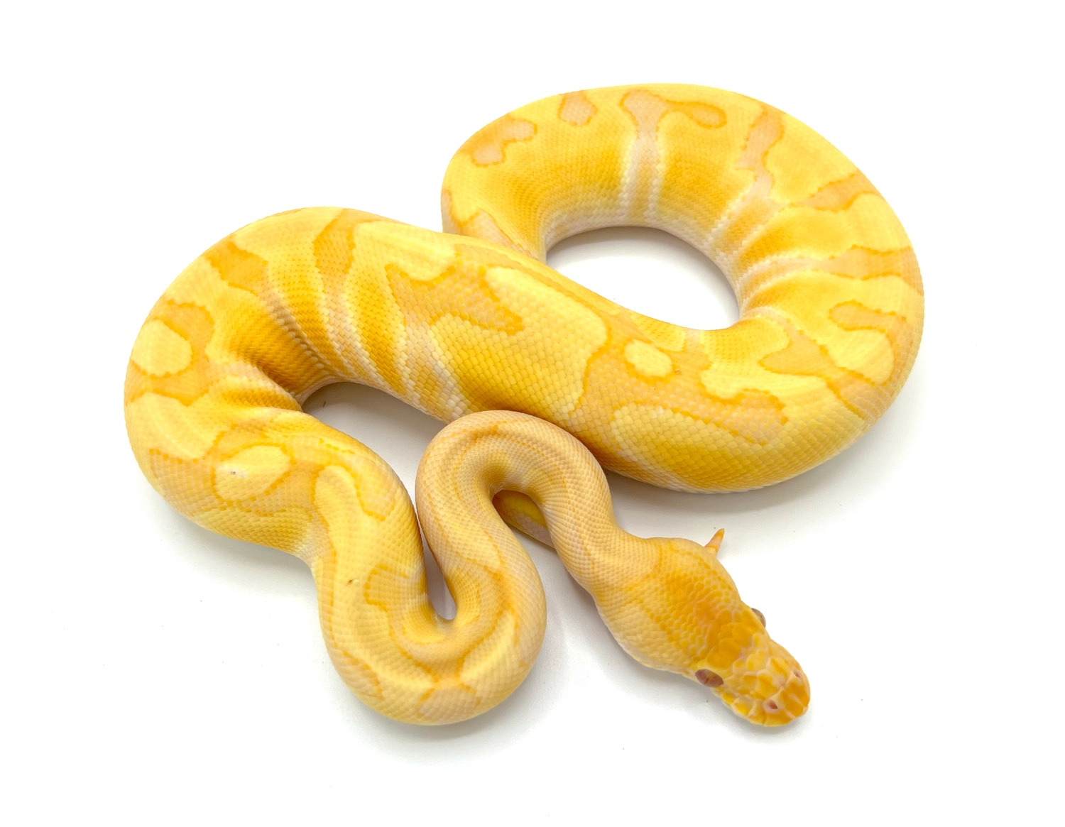 Toffino Enchi Ball Python by Royal Constrictor Designs - MorphMarket