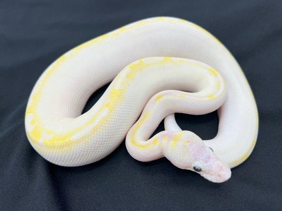 Bamboo Special Ball Python by Royal Constrictor Designs