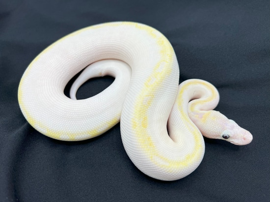 Bamboo Special Ball Python by Royal Constrictor Designs