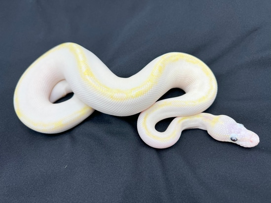 Bamboo Special Ball Python by Royal Constrictor Designs