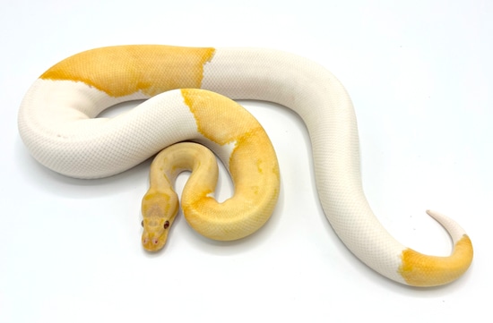 Pinstripe Toffino Pied Breeder Ball Python by Royal Constrictor Designs