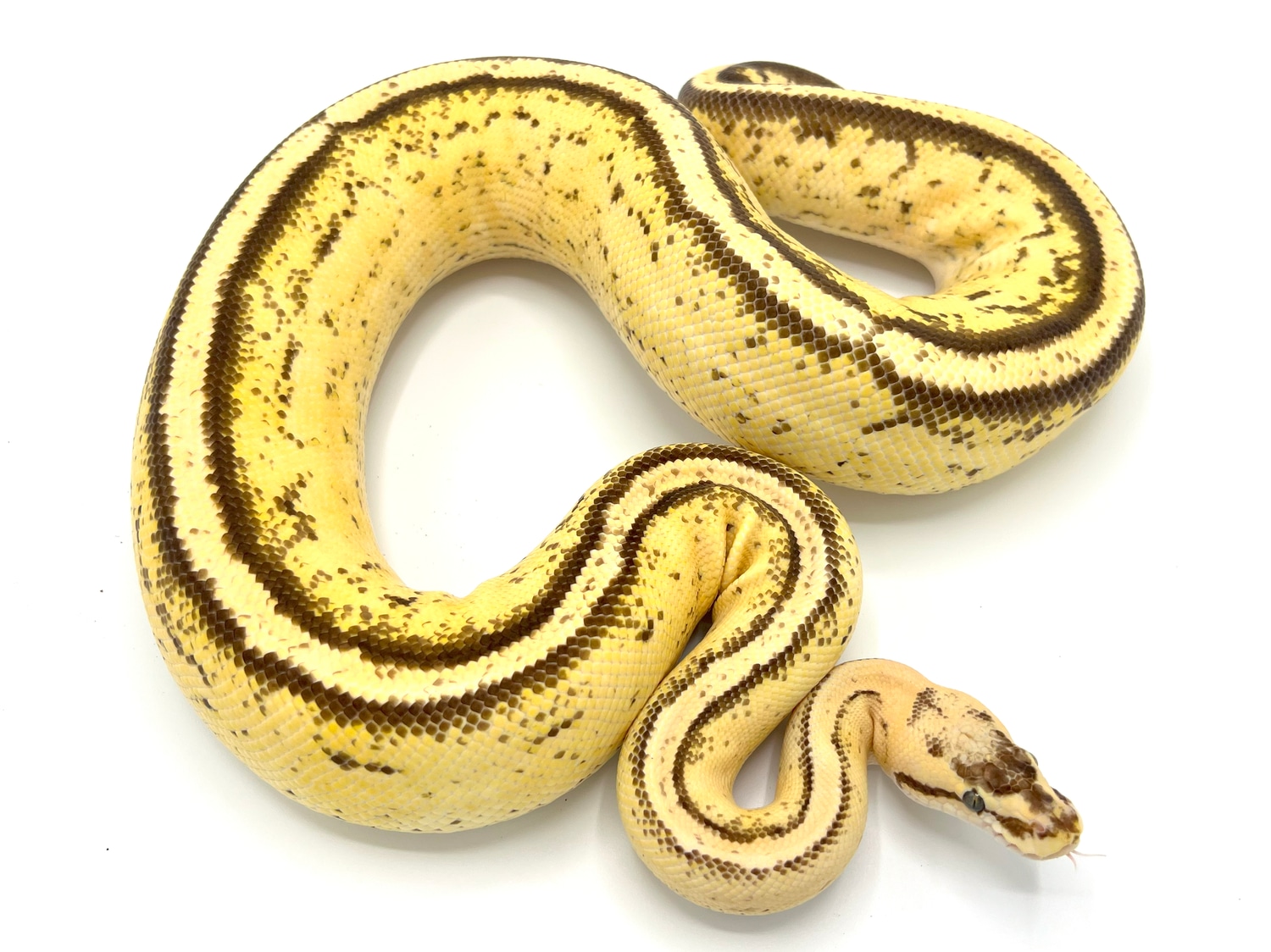 Pastel Superstripe Breeder Ball Python by Royal Constrictor Designs ...