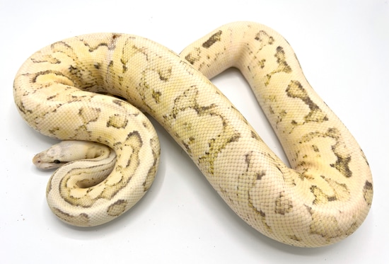 Vanilla Scream Breeder Ball Python by Royal Constrictor Designs