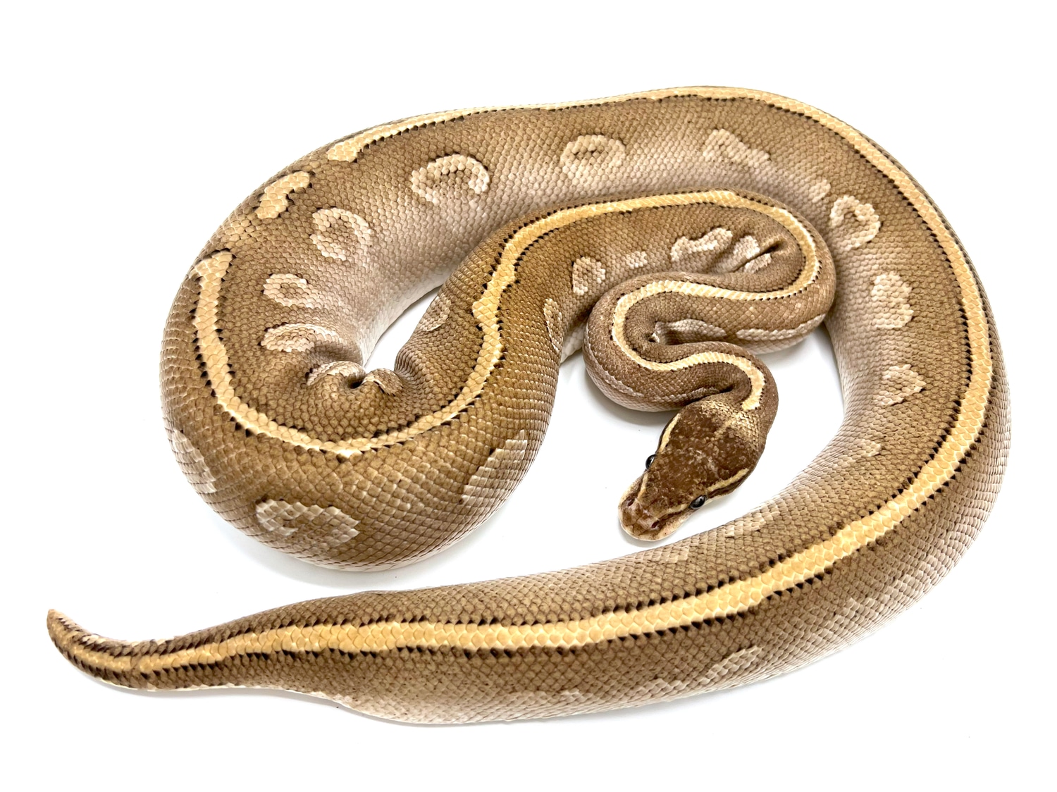 Mystic Potion Breeder Ball Python by Royal Constrictor Designs ...