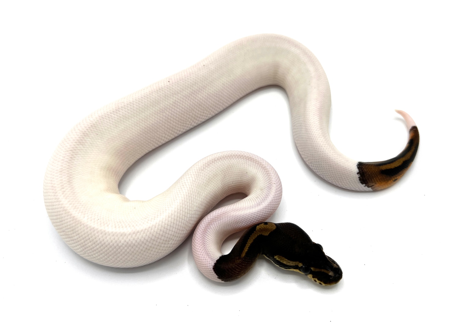 Black Pastel Pied Ball Python by Royal Constrictor Designs - MorphMarket