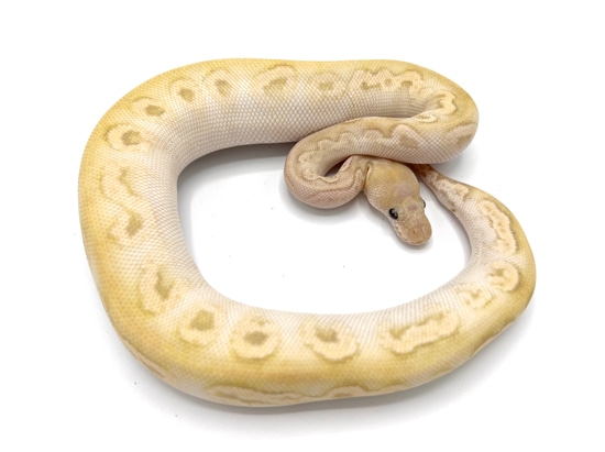 Banana GHI Lesser Clown Ball Python by Royal Constrictor Designs