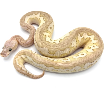 Pastel Lesser G Stripe 100% Het Clown Ball Python by Royal Constrictor ...