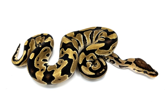 Crypton Ball Python by Royal Constrictor Designs