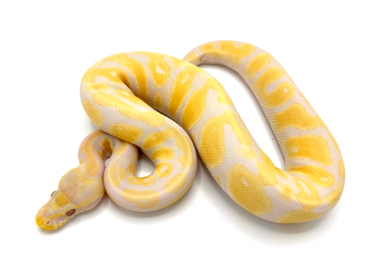 Pastel Lavender Albino Ball Python by Royal Constrictor Designs