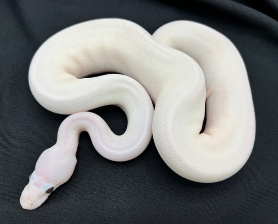 Coral Glow Spider Pied (Possible Black Pastel) Ball Python by Royal ...