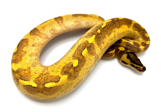 Super Enchi Freeway Ball Python by Royal Constrictor Designs