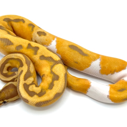 Firefly Leopard Clown Ball Python by Royal Constrictor Designs ...