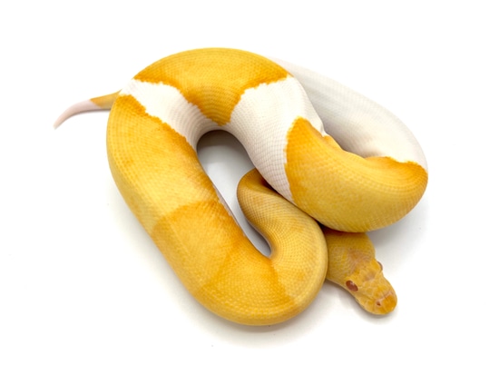 Pinstripe Albino Pied Ball Python by Royal Constrictor Designs