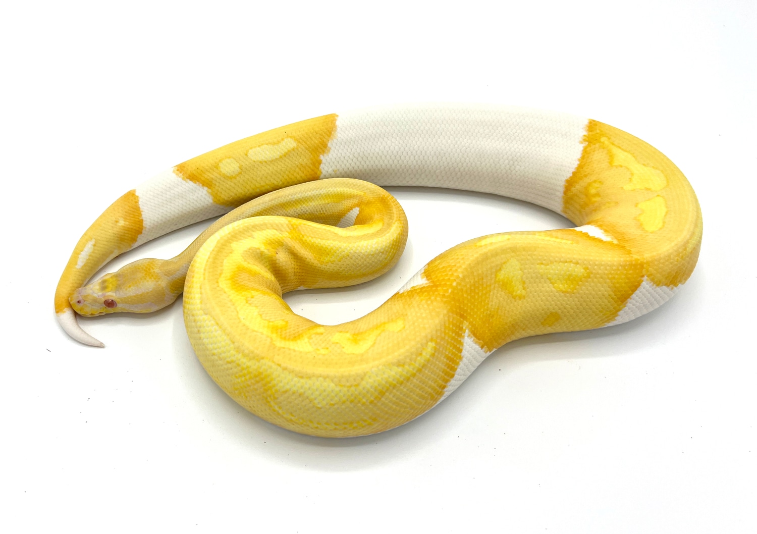 Albino Pied Ball Python by Royal Constrictor Designs - MorphMarket