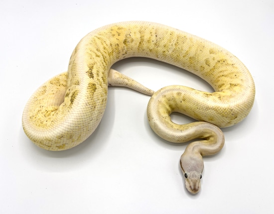 Black Pastel Vanilla Scream Breeder Ball Python by Royal Constrictor ...