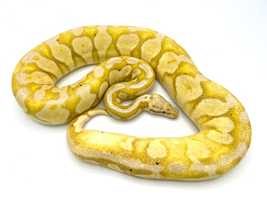 Banana Pastel Yellowbelly 100% Het Clown Breeder Ball Python by Royal ...