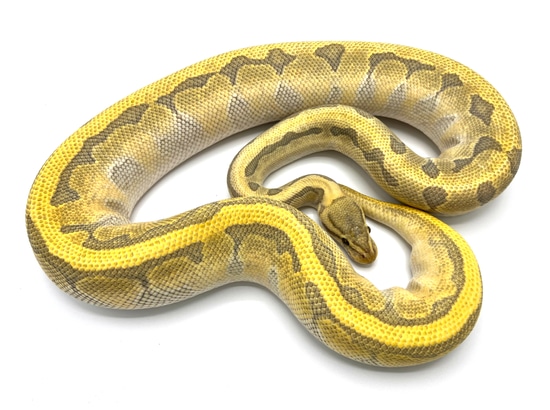 Hypo Enchi Lesser Pinstripe Breeder Ball Python by Royal Constrictor ...