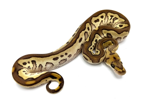 Lesser Leopard Clown Ball Python by Royal Constrictor Designs