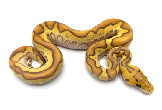 Banana Blackhead Pastel Yellowbelly Enchi Mojave Clown Ball Python by ...