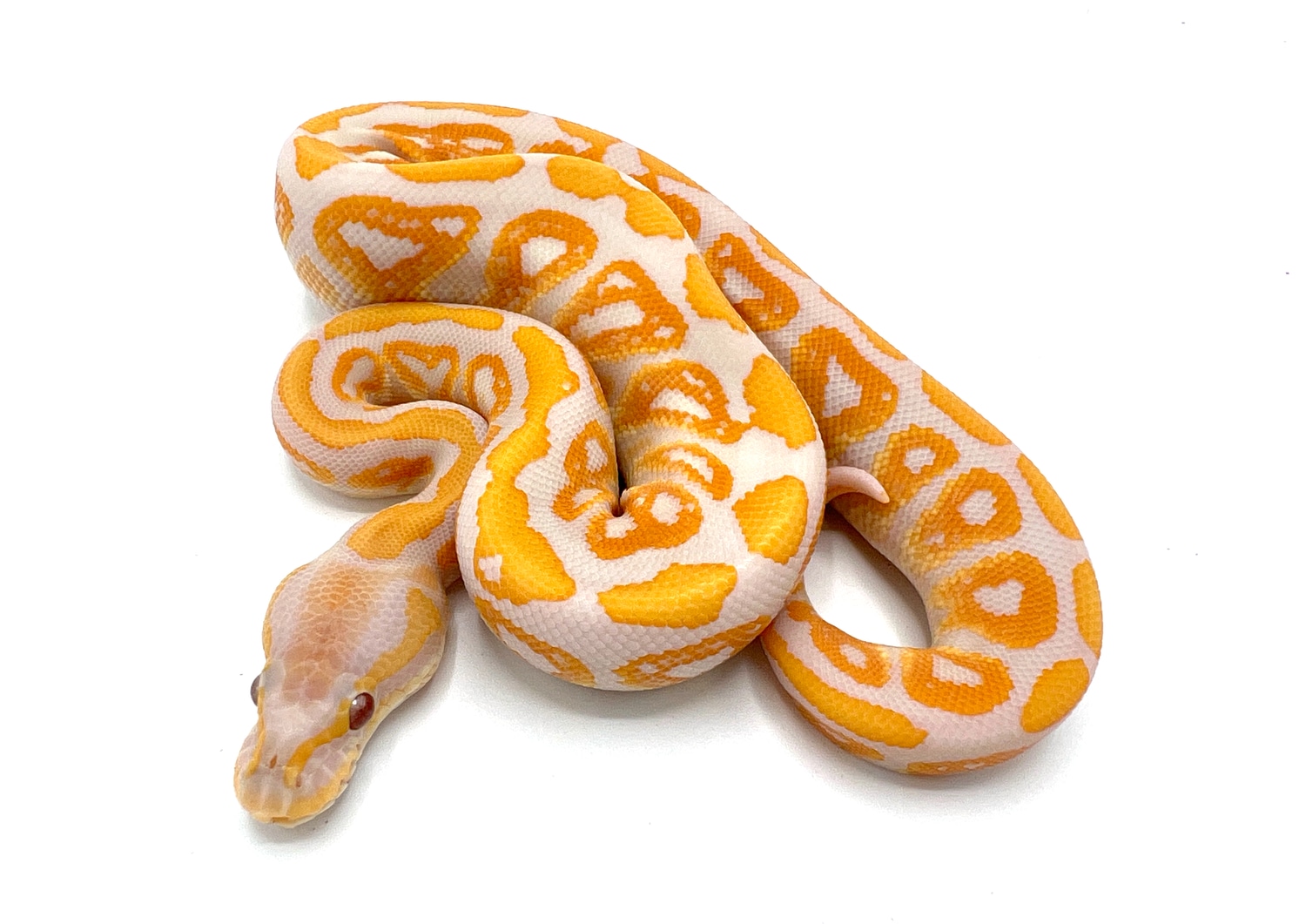 Black Pastel Lavender Albino Ball Python by Royal Constrictor Designs ...