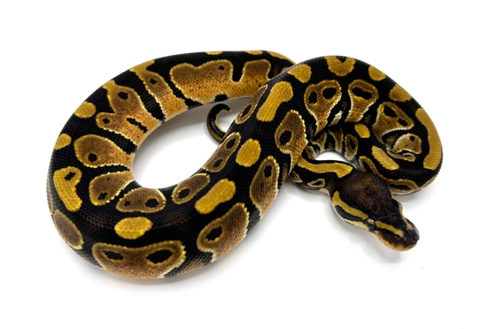 100% Double Het Toffee Pied Ball Python by Royal Constrictor Designs