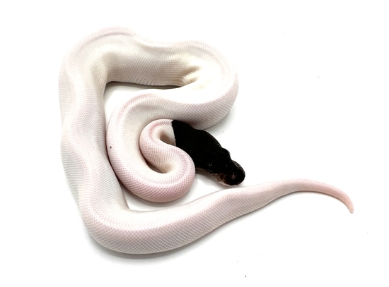 Panda Pied Ball Python by Royal Constrictor Designs