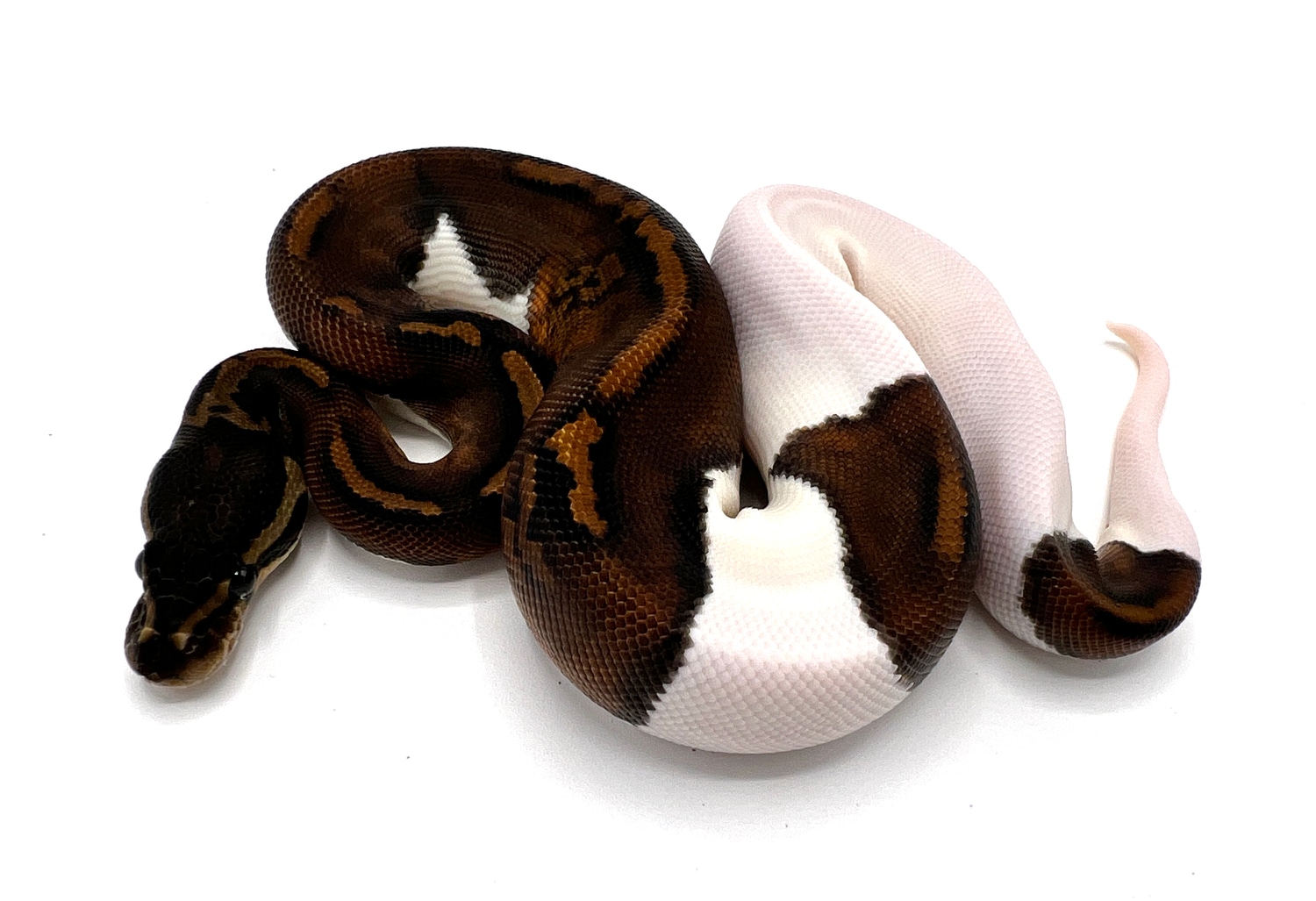 Black Pastel Pied Ball Python by Royal Constrictor Designs - MorphMarket