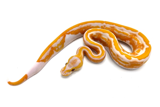 Yellowbelly Dreamsicle Ball Python by Royal Constrictor Designs