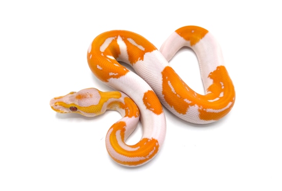 Orange Dream Yellowbelly Dreamsicle Ball Python by Royal Constrictor ...