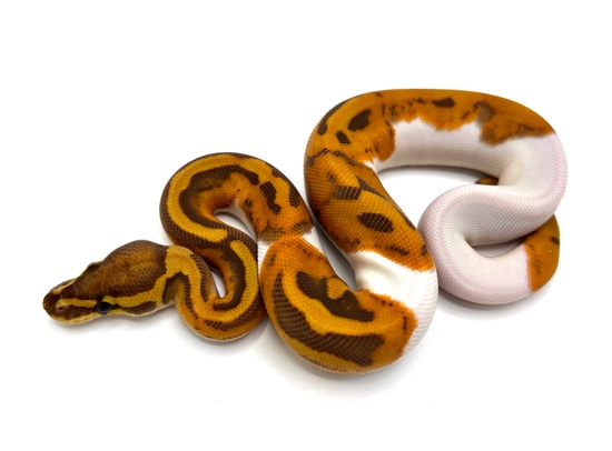 Ultramel Pied 66% Possible Het Hypo Ball Python by Royal Constrictor ...