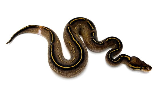 Freeway 100% Het Pied Ball Python by Royal Constrictor Designs