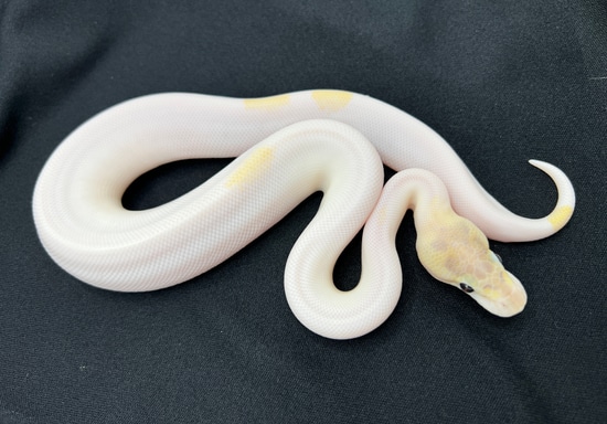 Ivory Pied Ball Python by Royal Constrictor Designs