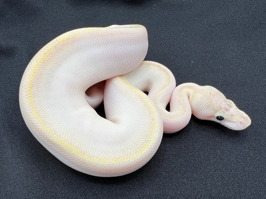 Pastel Ivory 100% Het Pied Ball Python by Royal Constrictor Designs