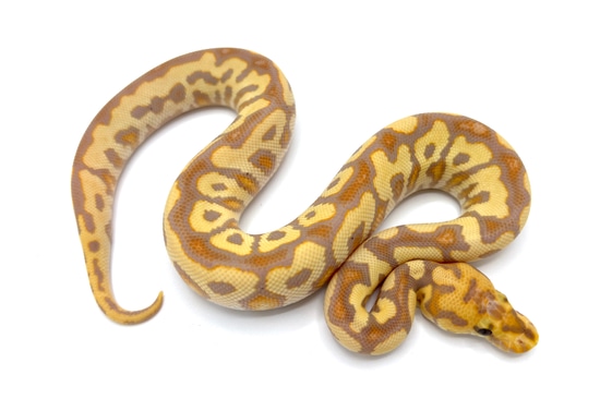 Banana Spotnose Yellowbelly Clown Ball Python by Royal Constrictor Designs
