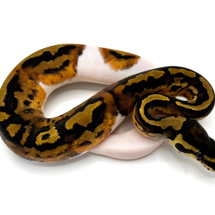 Super Orange Dream Pied Ball Python by Royal Constrictor Designs ...