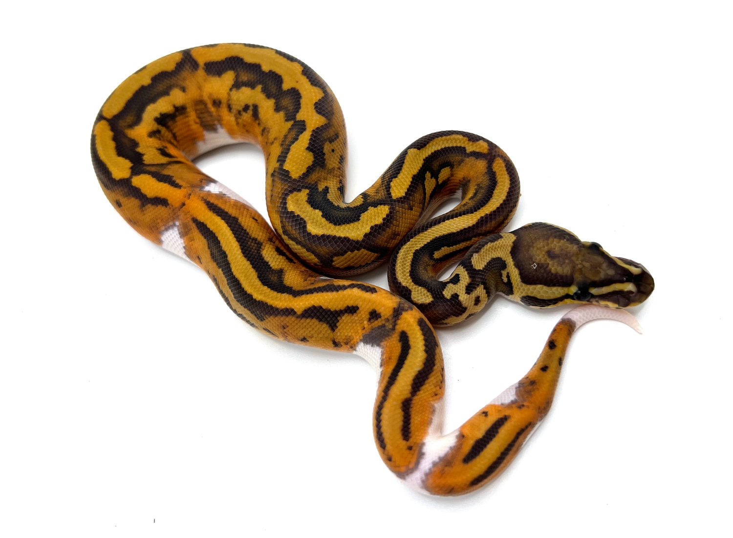 Hypo Pied 100% Het Ultramel Ball Python by Royal Constrictor Designs ...