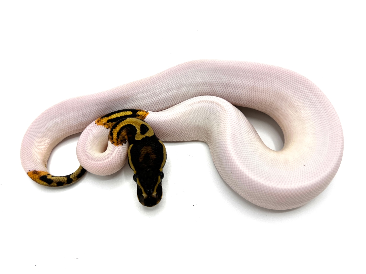 Yellowbelly Pied 66% Possible Het GCR Axanthic Ball Python by Royal ...
