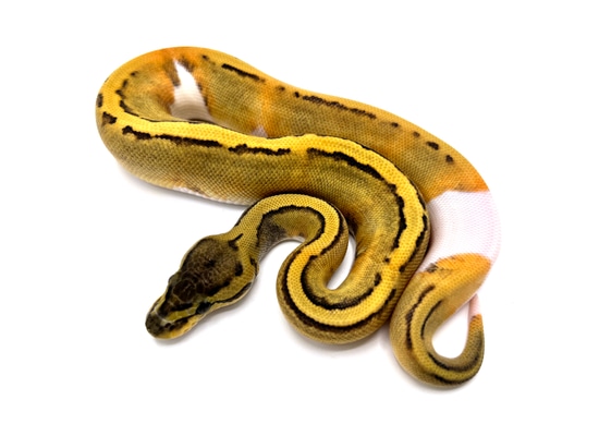 Pinstripe Desert Ghost Pied Ball Python by Royal Constrictor Designs